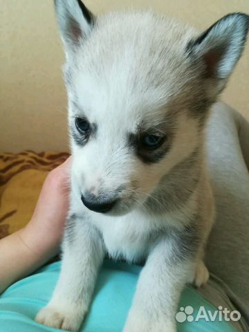 Щенок хаски