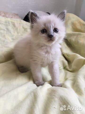 Котёнок