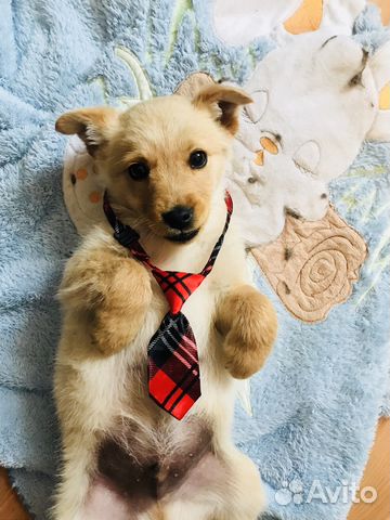 Щенок- Персик ищет любимую маму