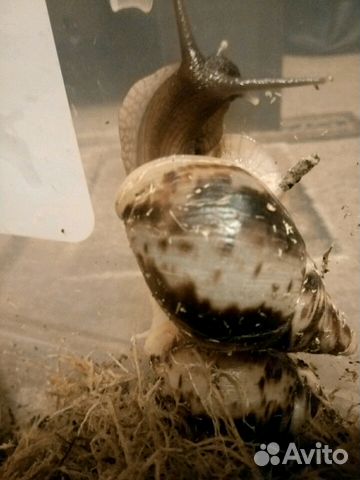 Улитка ахатина