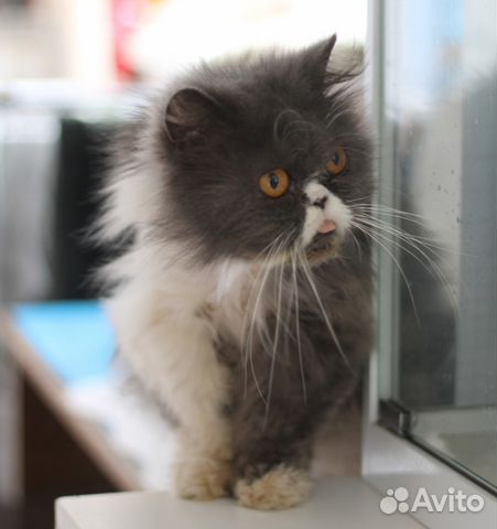 Ищет дом энергичная кошка Маркиза