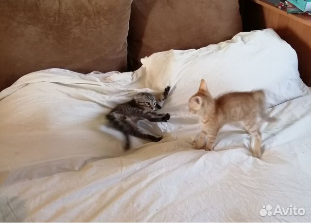 Веселые, жизнерадостные котята в хорошие руки