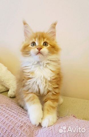 Шикарные Мейн-кун котята