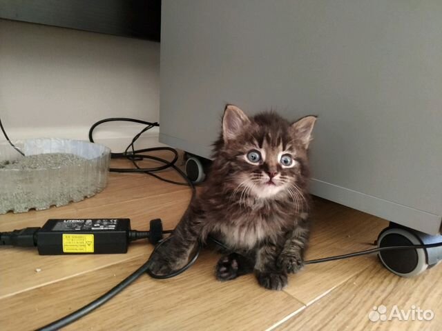 Котята,мальчики, 1,5 месяца, отличные мышеловы