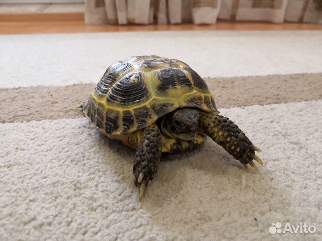 Сухопутная черепаха