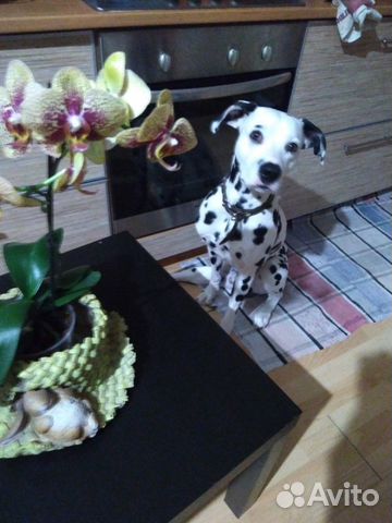 Шикарного далматина в дар