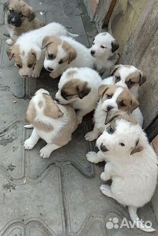 Щенки мальчики