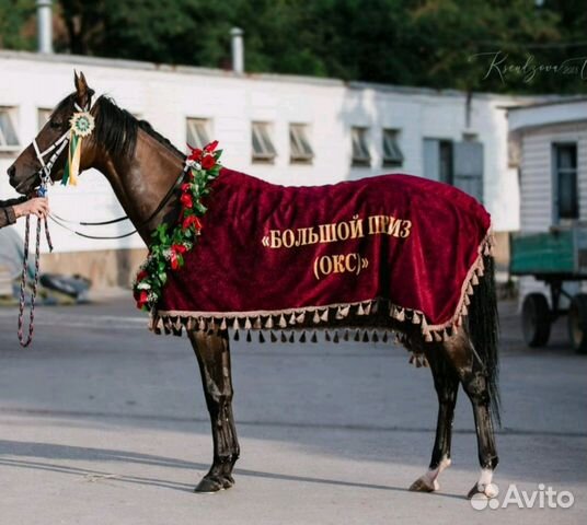 Продается скаковая кобыла 2015 г.р