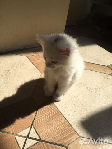 Котёнок ищет дом