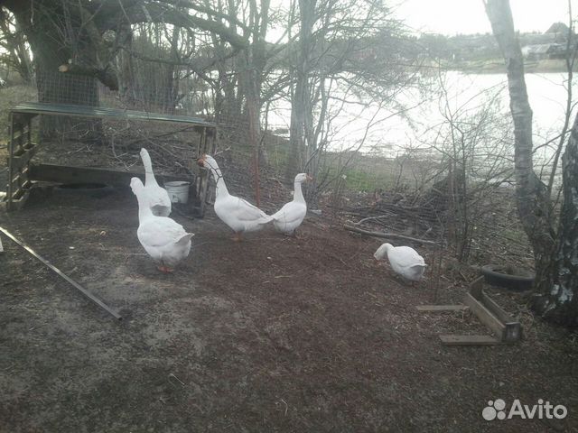 Инкубационного яйца гусей,кур