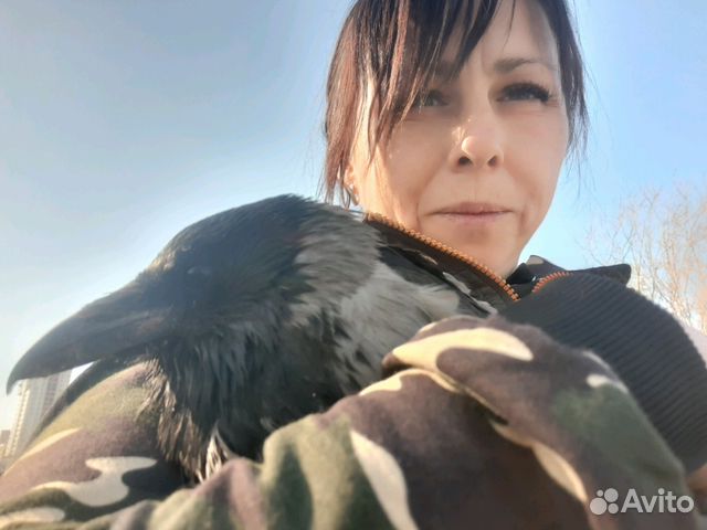 Отдаётся ворона