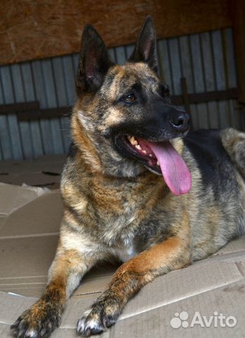 Бельгийская овчарка. Помесь