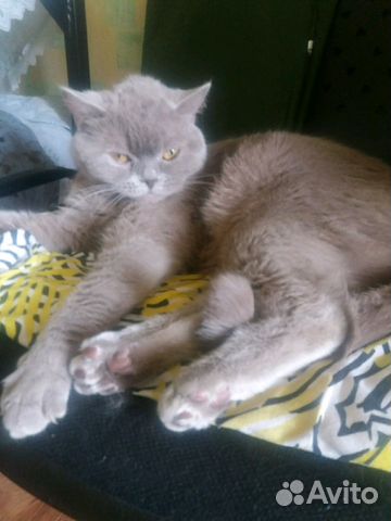 Британская кошка пупсик