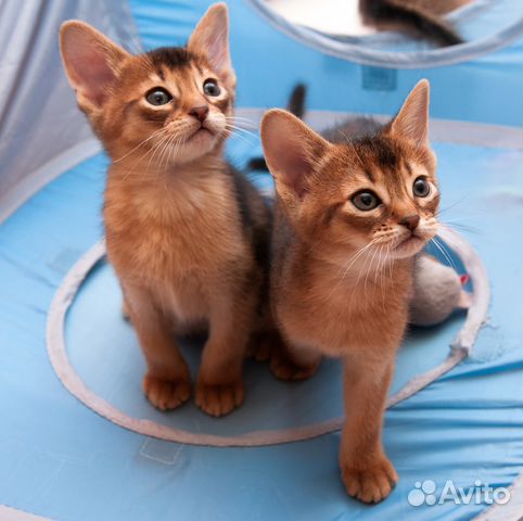 Абиссинские котята