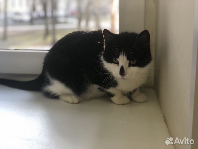 Кошечка ищет хозяев