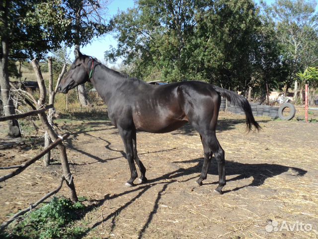 Звездный миг