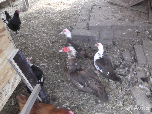 Селезень индоутки на племя