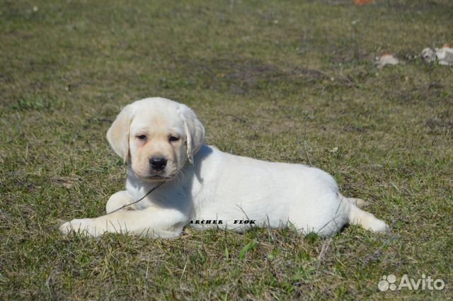 Очень перспективный щенок лабрадора