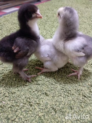 Кохинхин цыплята