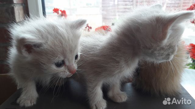 "Денежные" котята