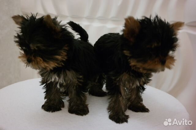 Кукольный миник йорик