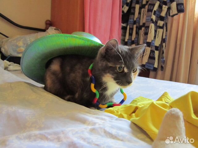 Милой ласковой кошечке Фрише нуже заботливый друг