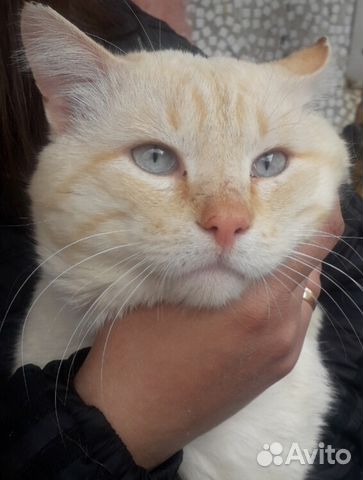 Кот Абрикос