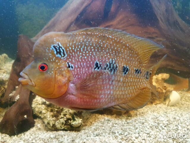 Фловер хорны пара