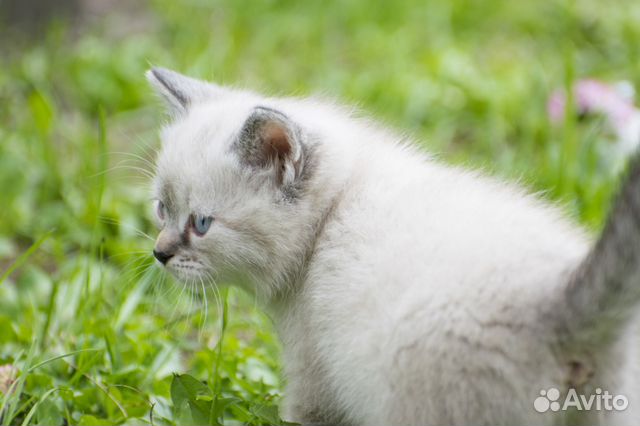 Тайский котенок, окрас лайлак пойнт