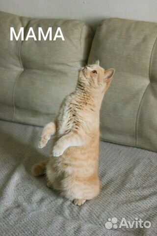 Британские котята