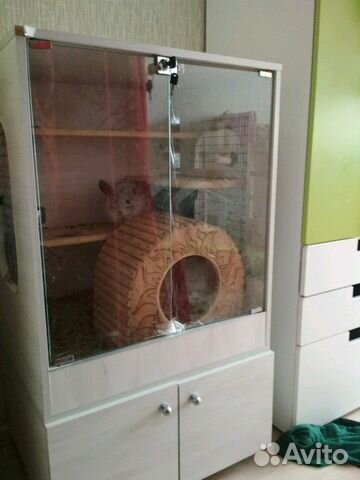 Шиншиллы, витрина для шиншилл, колесо для шиншилл