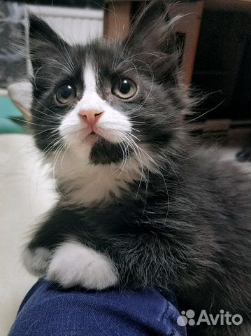 Котёнок черный пушистый
