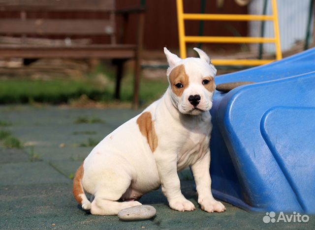 Крупный мальчик амстаффа 2 мес