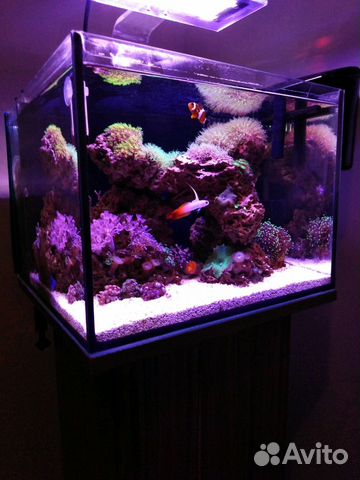 Морская живность: клоун, мандаринка, немателеотрис