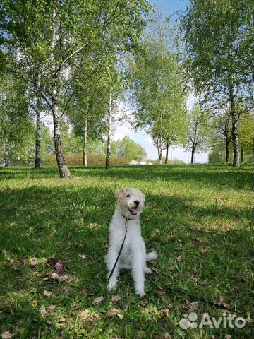 Отдам фокс терьера в хорошие руки