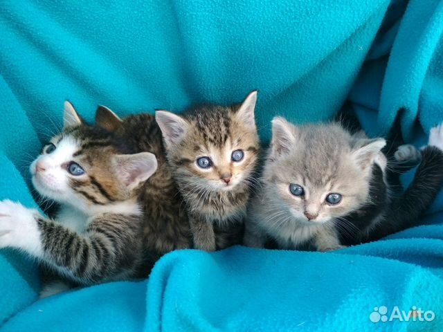 Очаровательные котята-мальчики