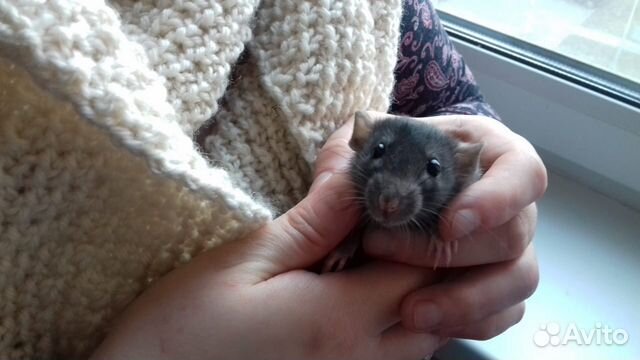 Крыса Дамбо