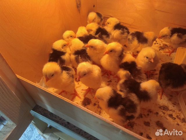 Пушкинские цыплята