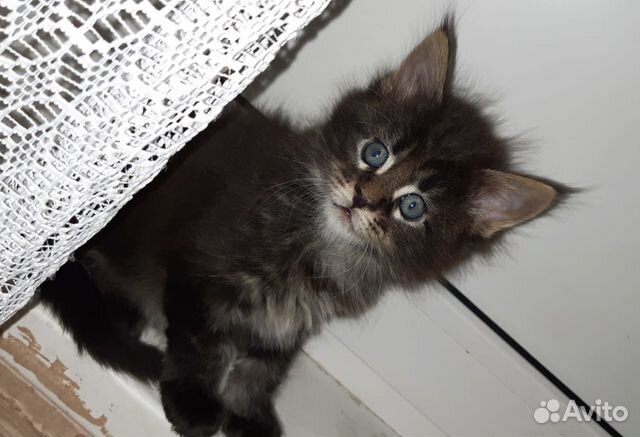 Сладкие ьейн-кунчики