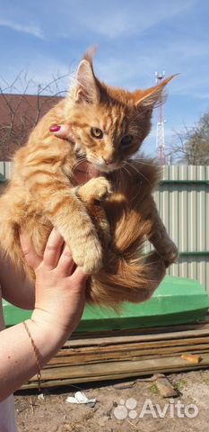Котик мейн-кун