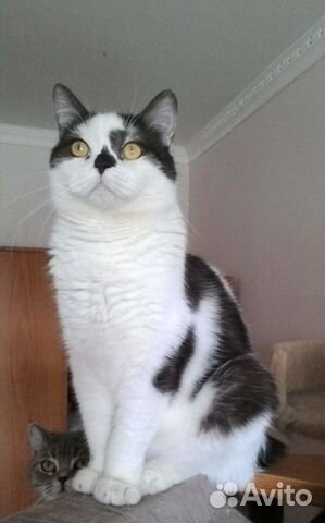 Кот в добрые руки Генри, кот в дар