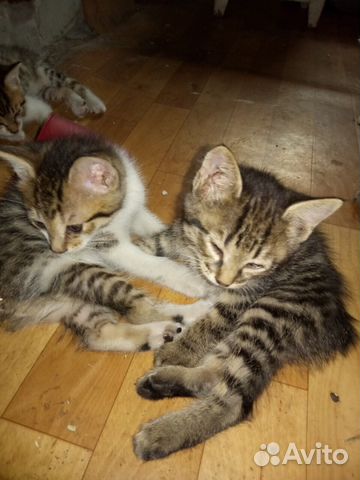 Курильский бобтейл мальчик