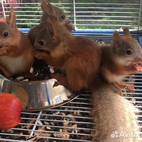 Белка бельчата