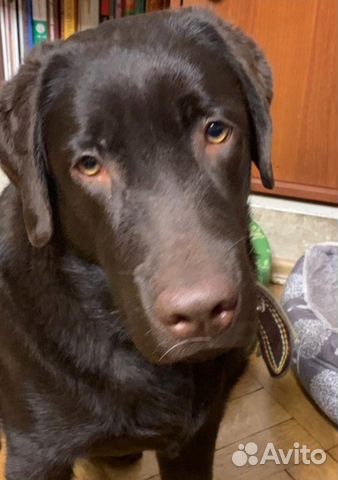 Продаётся пёс-ублюдок