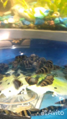 Улитки хелена взрослые