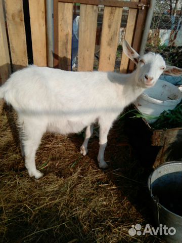 Козочки продожа или обмен