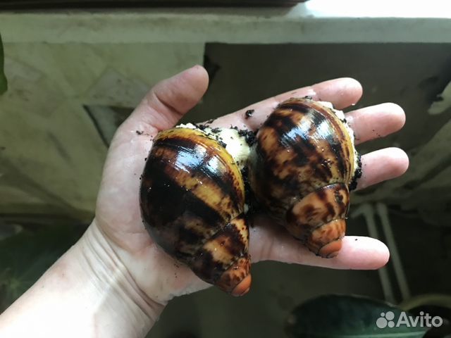 Улитка архахатина сутуралис