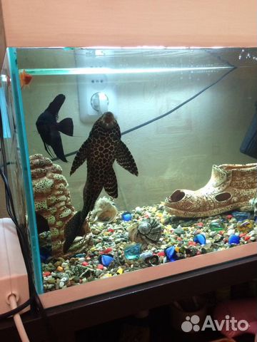 Сомик парчовый преригоплихт 15 см