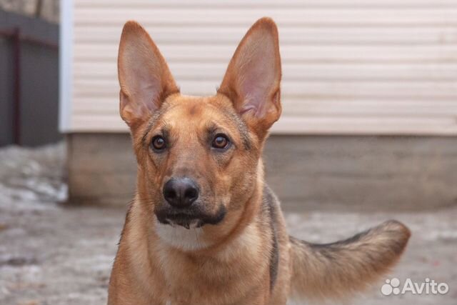 Собака Вишня, 1 год, метис, в самые добрые руки