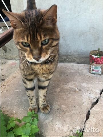 Ужасно красивая бенгальская кошка